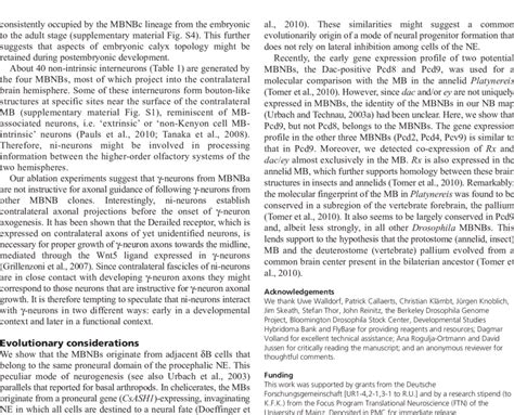 Sequential Generation Of Different Subtypes Of Mbnb Daughter Cells