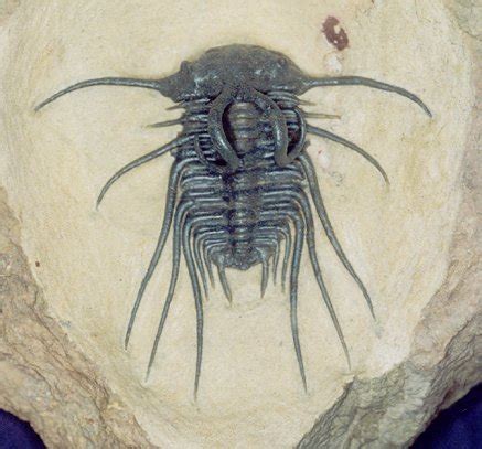 A Gallery Of Some Of The Trilobite Order Odontopleurida