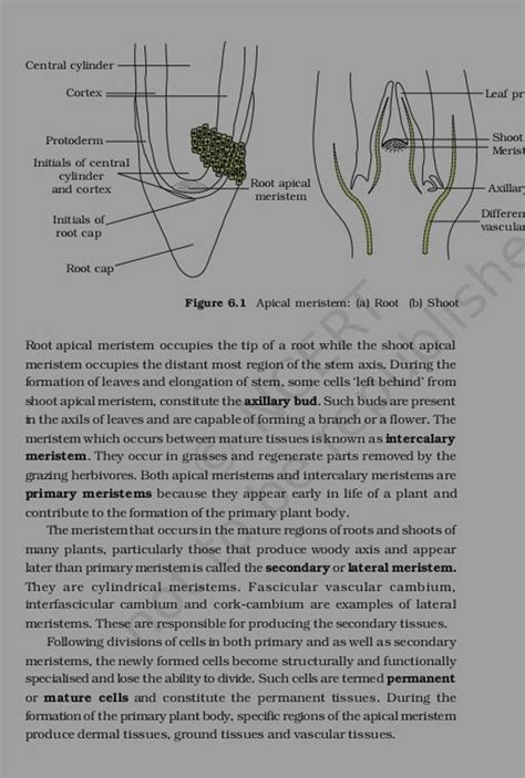 Figure 61 Apical Meristem A Root B Shootroot Apical Meristem Occup