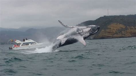 Karakteristike Grbavog Kita I Njegova Prehrana