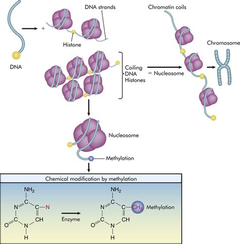 Epigenetics And Disease Basicmedical Key