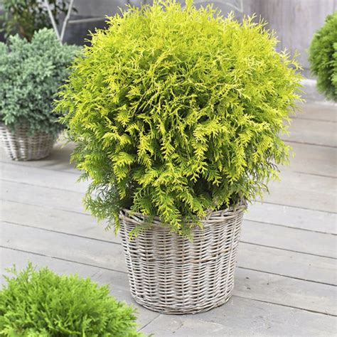 Туя западная Голден Глоб (Thuja occidentalis Golden Globe) | Питомник ...