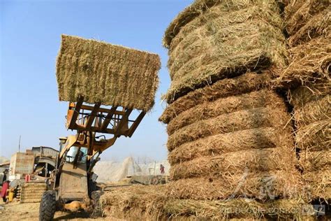 江苏淮安：加工秸秆饲料助增收 人民图片网