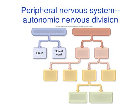 Chapter Nervous System Diagram Quizlet