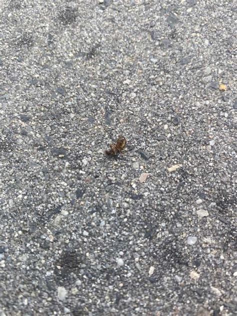 Ant Genus Detection Object Detection Dataset And Pre Trained Model By Dwarni