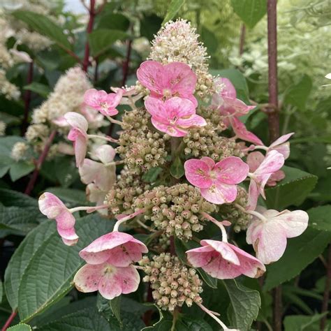 Hydrangea Paniculata Living Infinity Lcno9 Pbraf