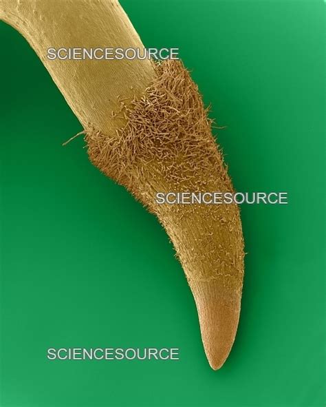 Sunflower Seed Germination Scanning E Stock Image Science Source
