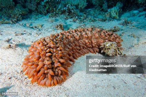 Pineapple Under The Sea Photos And Premium High Res Pictures Getty Images