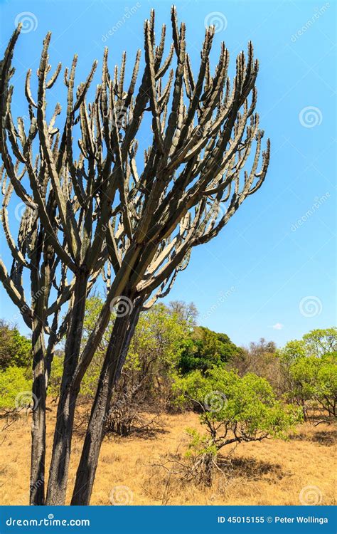 Landscape Of Africa With Cactus Tree Stock Image Image Of African
