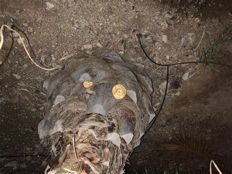 Is This Ganoderma Discussing Palm Trees Worldwide Palmtalk