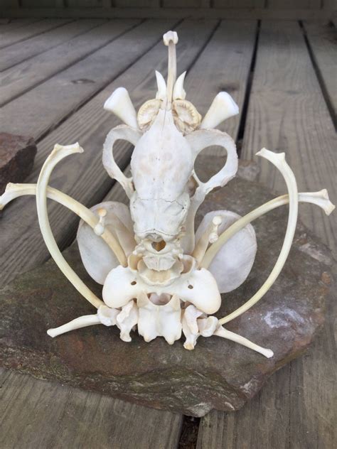 Bone Sculpture Etsy Animal Skull Decor Animal Bone Jewelry Bone Art