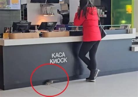 ГАДОСТ Плъх в зоната за хранене на столичен мол Информационна агенция ПИК