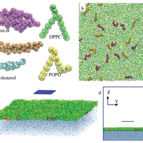 Coarse Grained Molecular Dynamics Simulation Setup A Coarse Grained Download Scientific