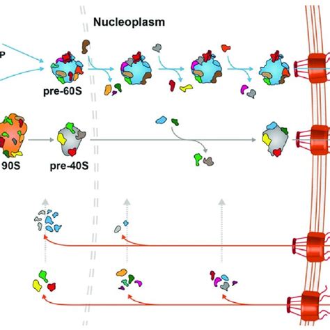 Ribosome Biogenesis Model In Yeast Transcription Of Primary 35s Rrna Download Scientific