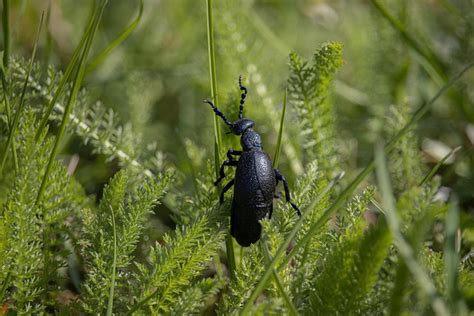 Violet Oil Beetle Bug Insect Free Photo On Pixabay Pixabay