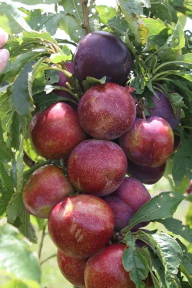 Buy Ruby Queen Plum Tree Free Shipping