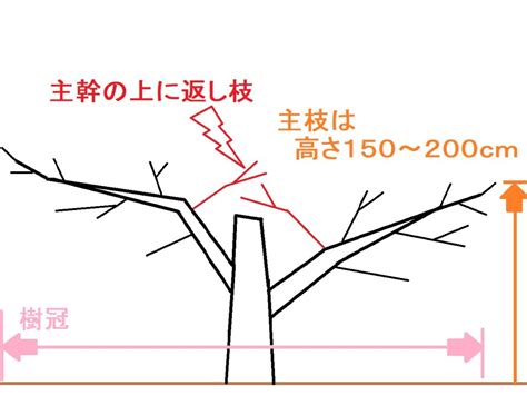 【柿の徒長枝とちょうし対策】徒長枝だらけにならないの剪定 さどうちもんブログ