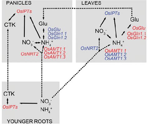 Model explaining the role of nitrogen during panicle branching . Genes ...