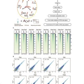 PDF An ATAC Seq Dataset Uncovers The Regulatory Landscape During Axolotl Limb Regeneration