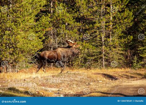 Bull Moose 10 Pointer Stock Image Image Of Massive 134478541