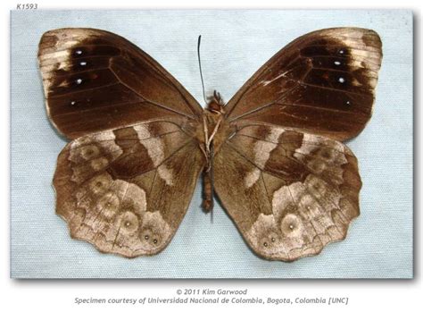 Pronophila O Orcus Pinned Specimens