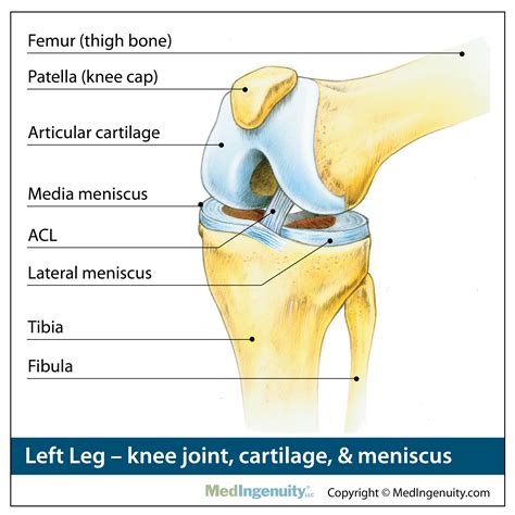 Knee Joint Diagram Knee Joint Anatomy Chart Stshxj