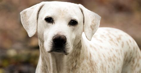 Prostate Cancer In Dogs Signs Diagnosis And Treatment Dr Buzbys