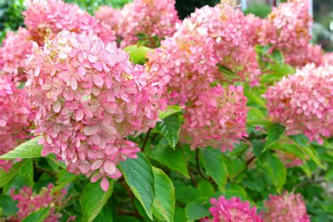 Pruning Hydrangea Paniculata When And How Plantura