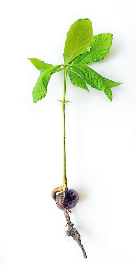 Premium Photo Chestnut Tree Sapling With Roots On White Background