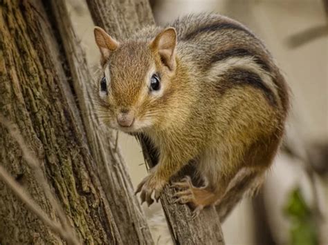 Do Chipmunks Hibernate Hedge The Book