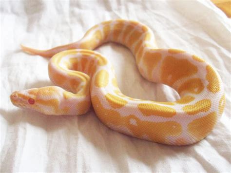 Royal Python Photos The Royal Uk Royal Python Care Sheet