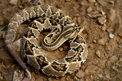 Photo Of Crotalus Mictlantecuhtli Matthieu Berroneau Photographe