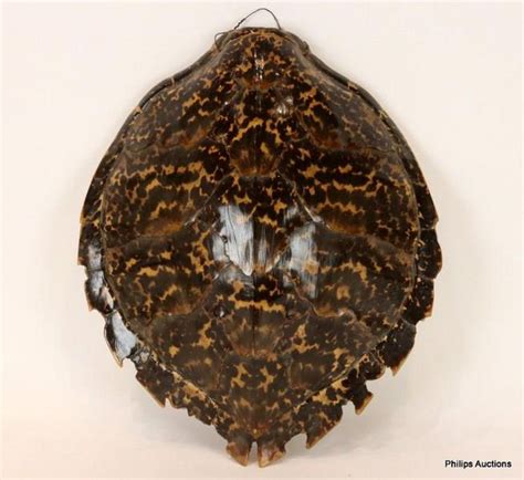 20th Century Lacquered Sea Turtle Shell With 13 Plate Design Natural