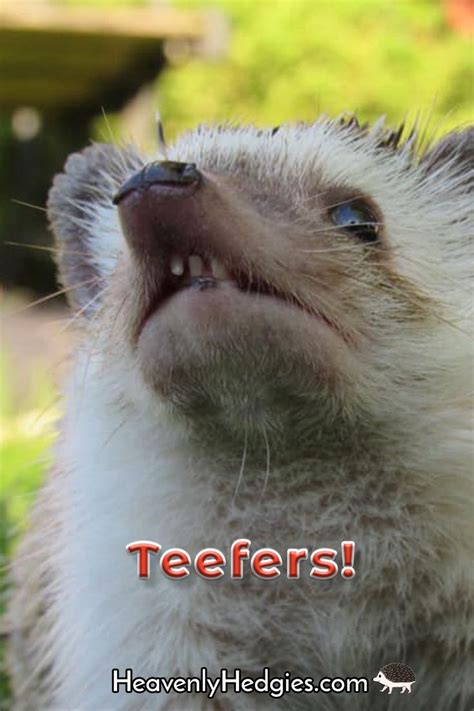 Hedgehog Teeth