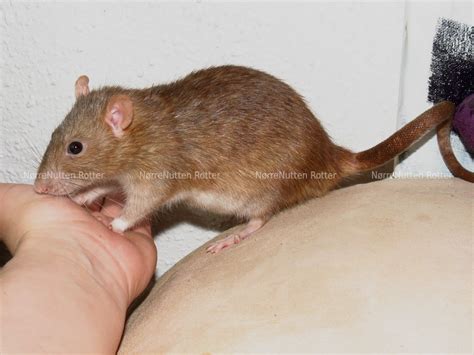 Kuld E 14 Igloo Rats Kuld E 14 Igloo Rats