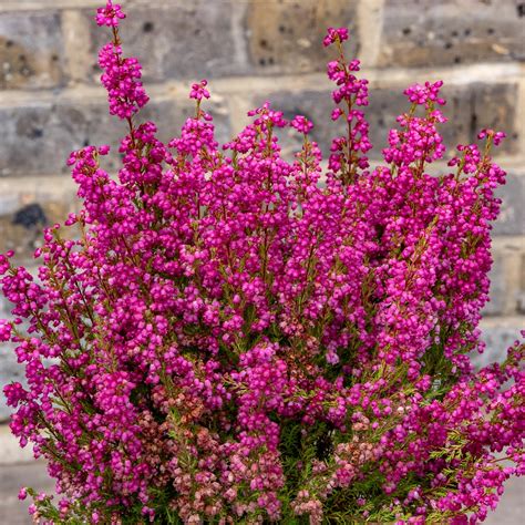 Erica Gracilis Red Pot Size 12cm Red Heather The Boma Garden Centre