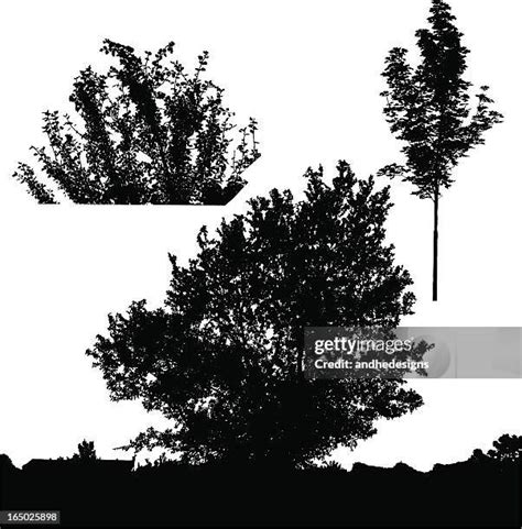 Tree Growing Sideways High Res Illustrations Getty Images