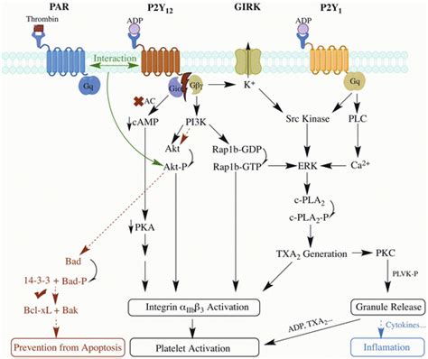 Of P2y12 Receptor In Thrombosis Oncohema Key