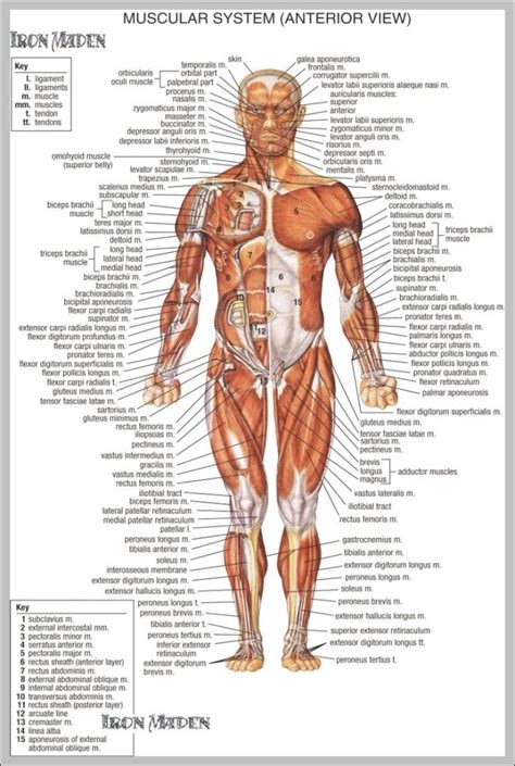 Pictures Of Skeletal Muscles Anatomy System Human Body Anatomy