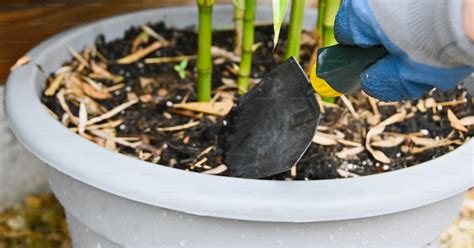 파란 장갑을 낀 사람이 화분을 다듬고 있다 사진 Unsplash의 대나무 이미지