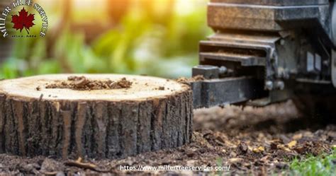How To Remove Small Tree Stumps A Complete Guide