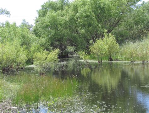 Sense Of Misplaced Madrona Marsh