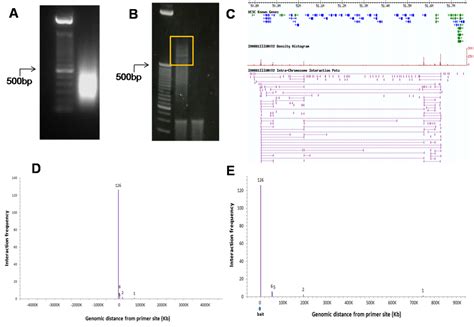 Protocol Sonication Based Circular Chromosome Conformation Capture With Next Generation