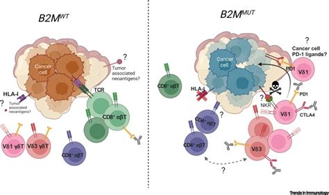 γδ T Cells Unveil Invisible Tumors Trends In Immunology