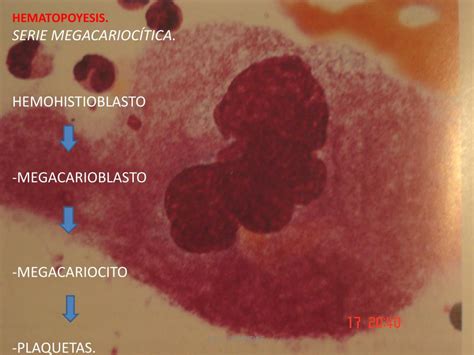 Ppt Hematopoyesis Hematopoyesis Medular Powerpoint Presentation Id 4528810