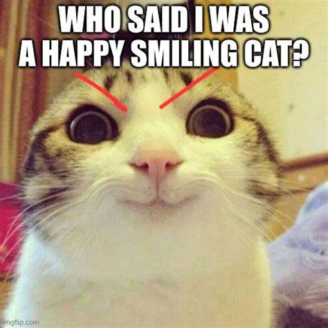 Smiling Cat Meme Imgflip