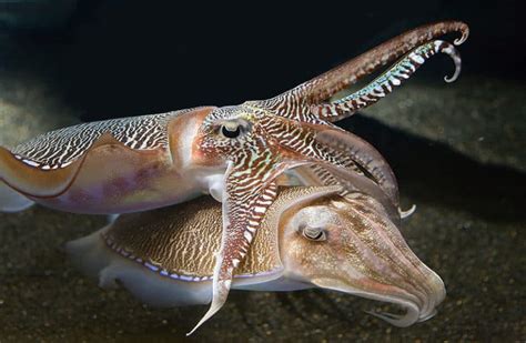 Cuttlefish Animal Facts A Z Animals