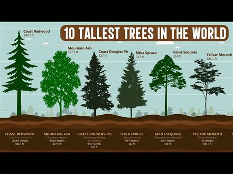 World Tallest Tree Hyperion