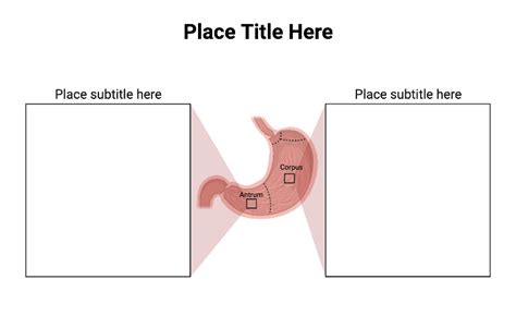 Stomach Cross Section With 2 Callouts Layout BioRender Science