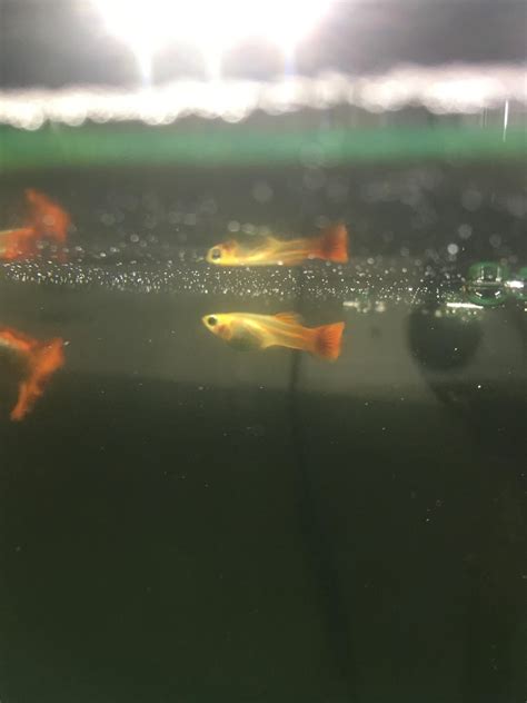 Help Determining Sex Raquariums
